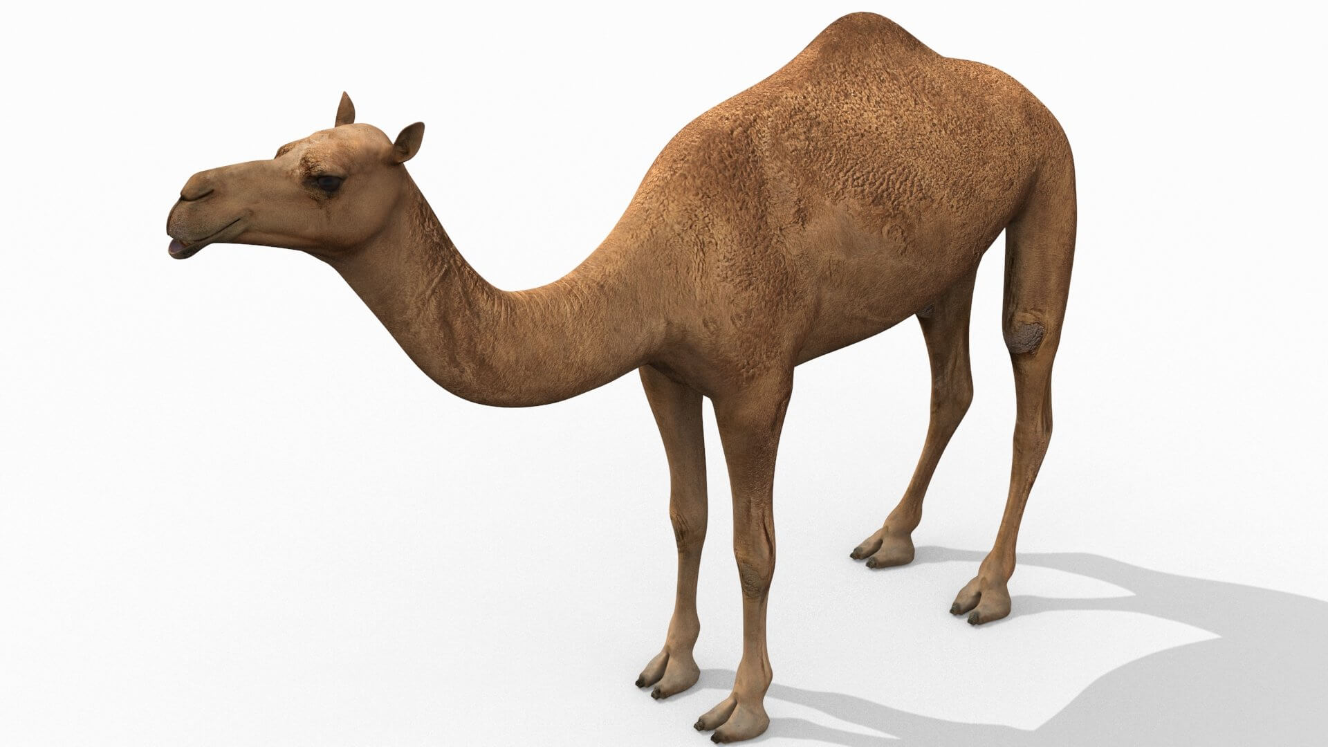 Pro Camel 8K - 3D Model by Virtual creator