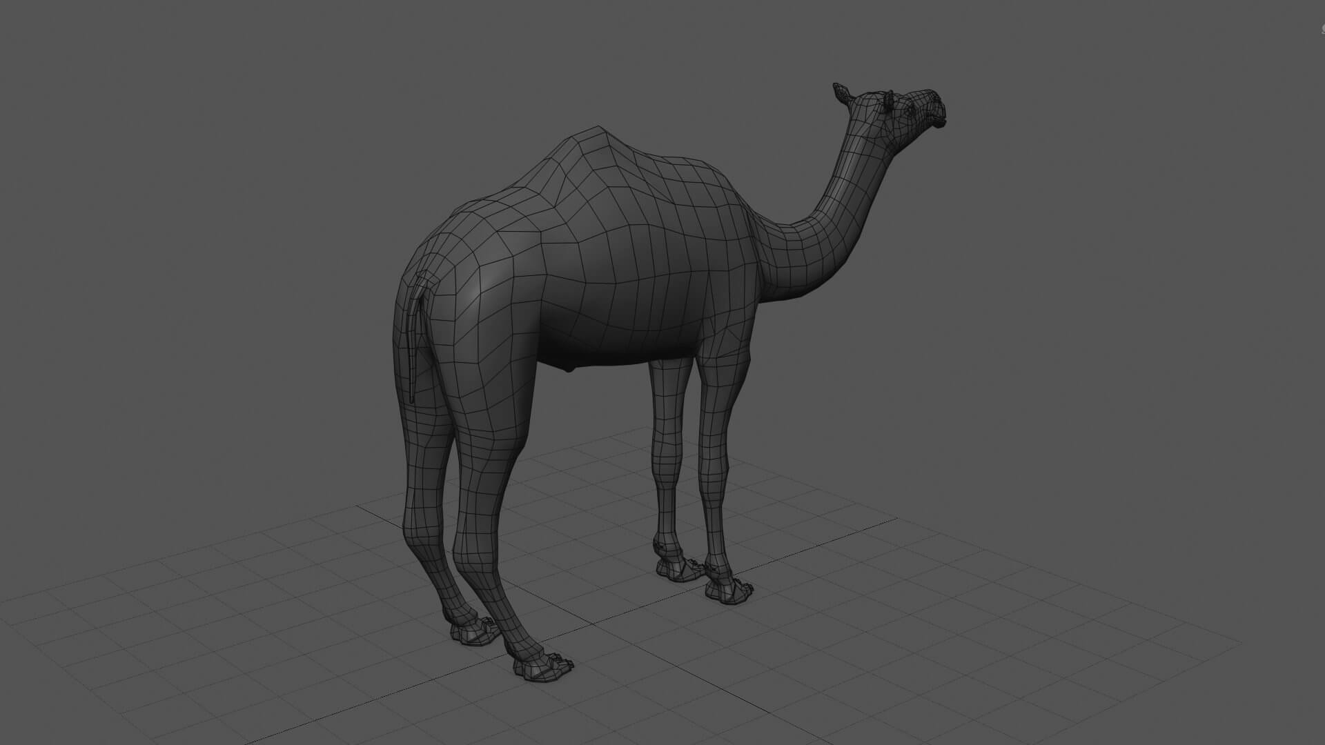 Pro Camel 8K - 3D Model by Virtual creator