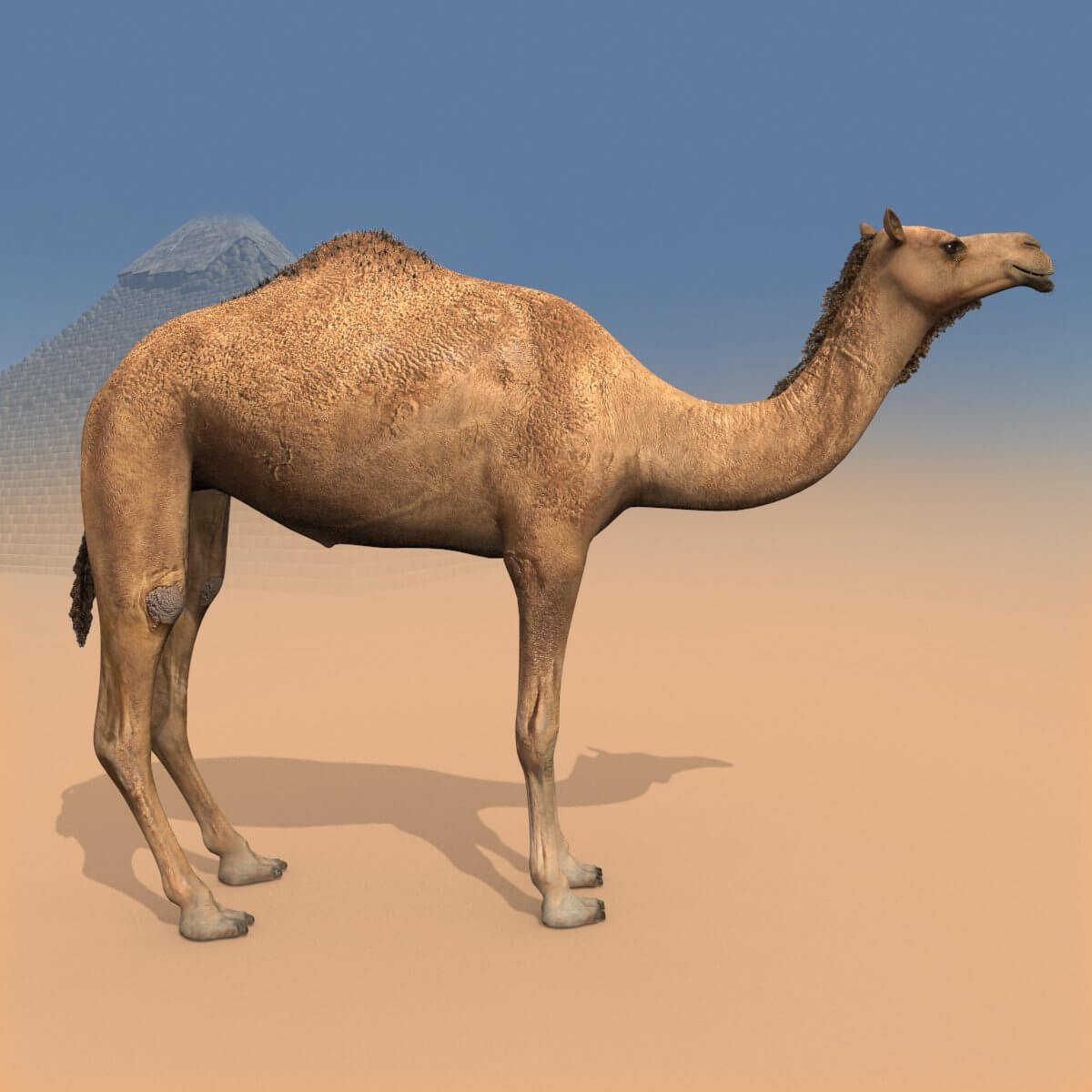 Pro Camel 8K - 3D Model by Virtual creator