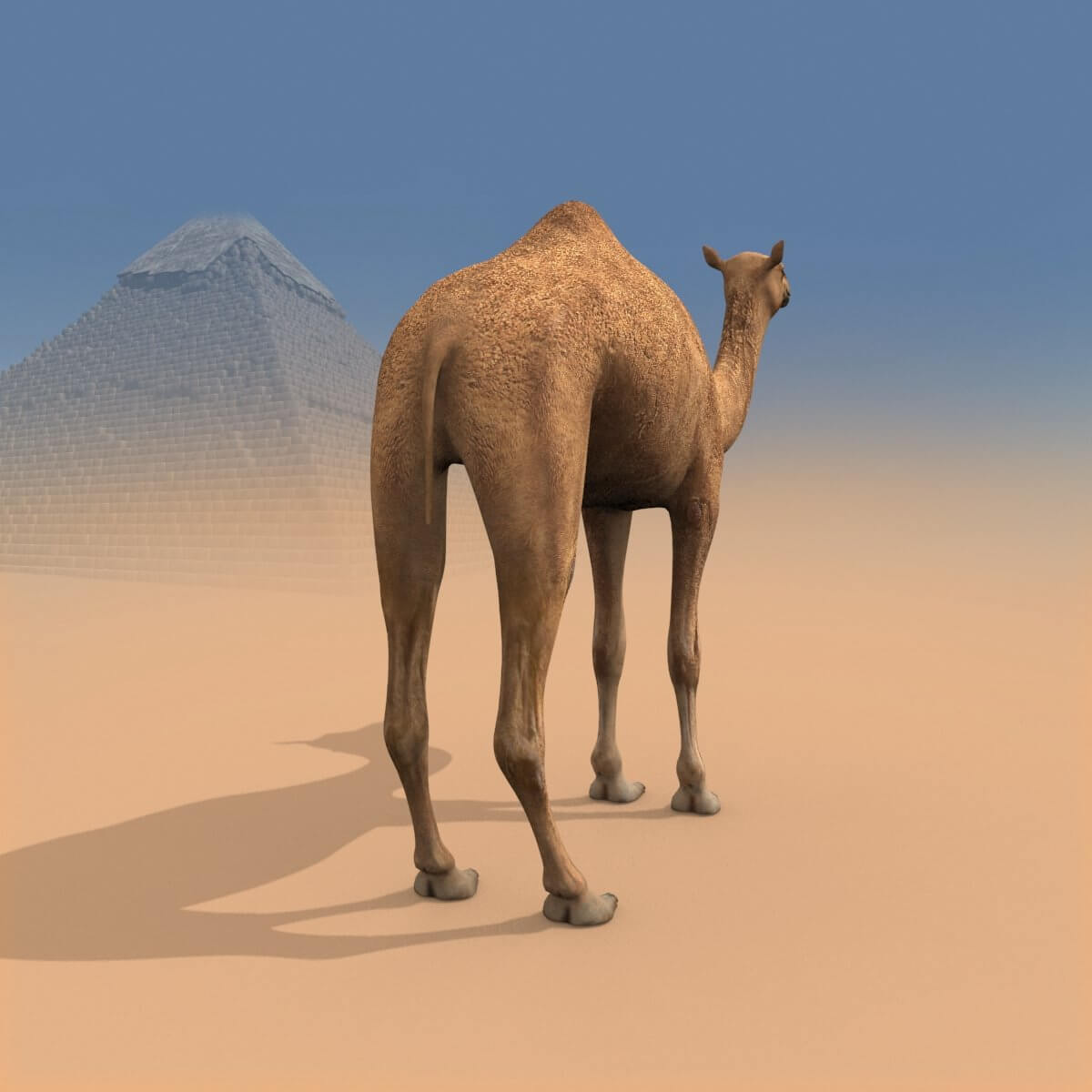 Pro Camel 8K - 3D Model by Virtual creator