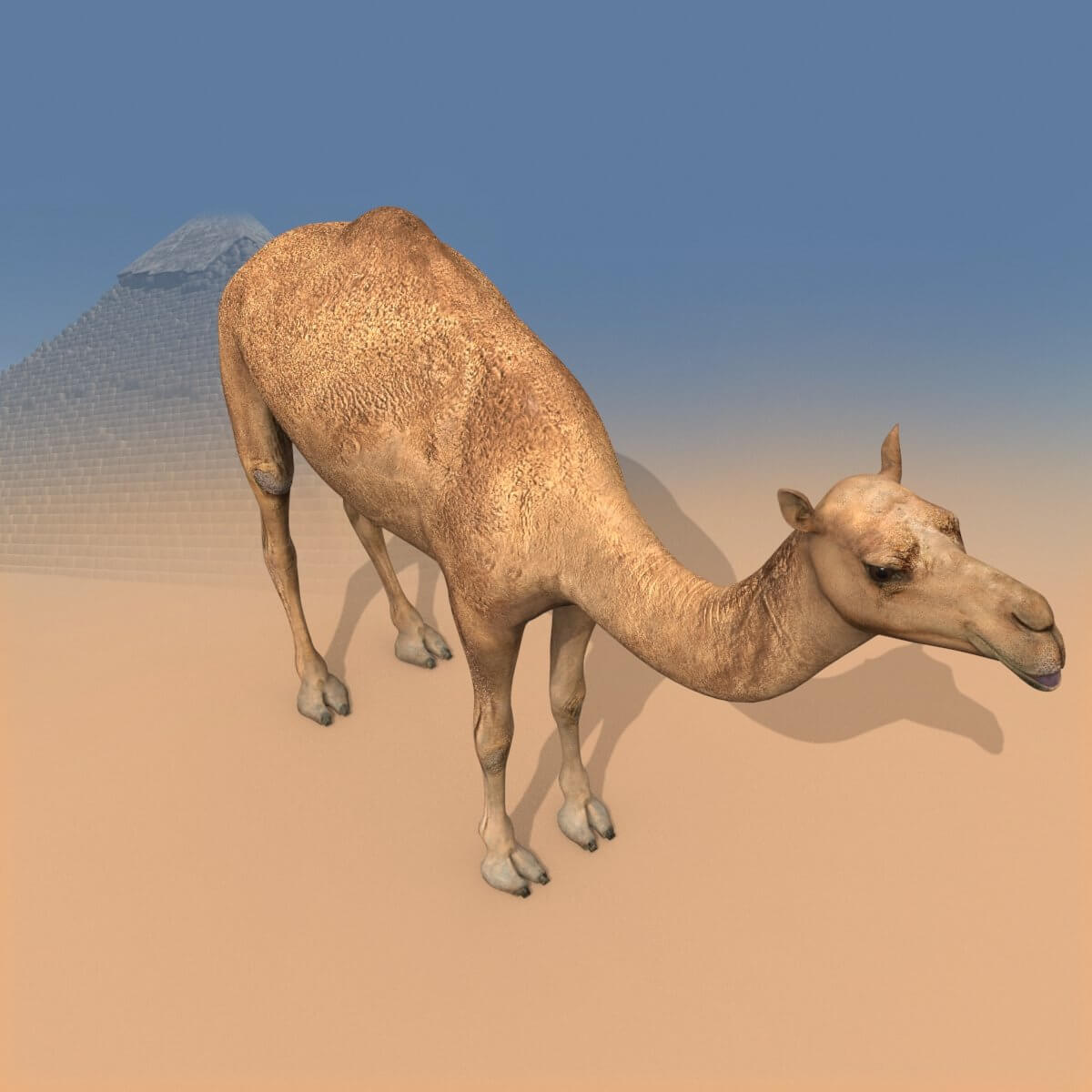 Pro Camel 8K - 3D Model by Virtual creator