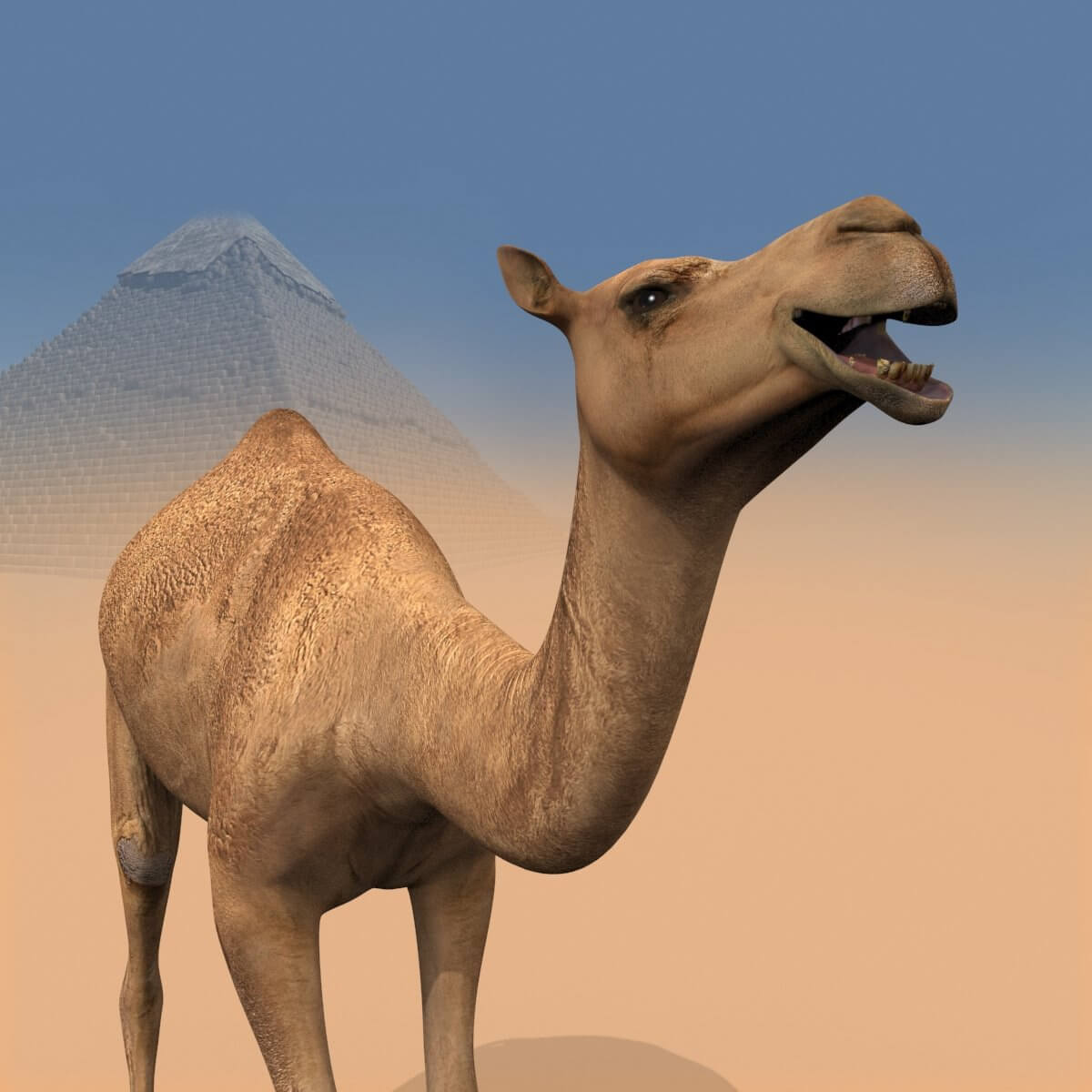 Pro Camel 8K - 3D Model by Virtual creator