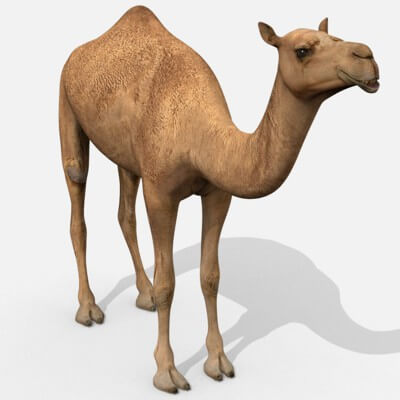 Pro Camel 8K - 3D Model by Virtual creator