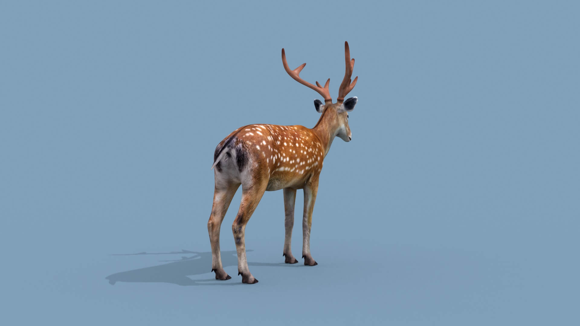 Pro Deer 8K - 3D Animated by Virtual creator