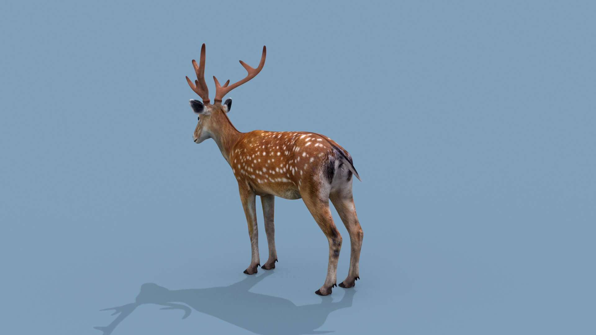 Pro Deer 8K - 3D Animated by Virtual creator