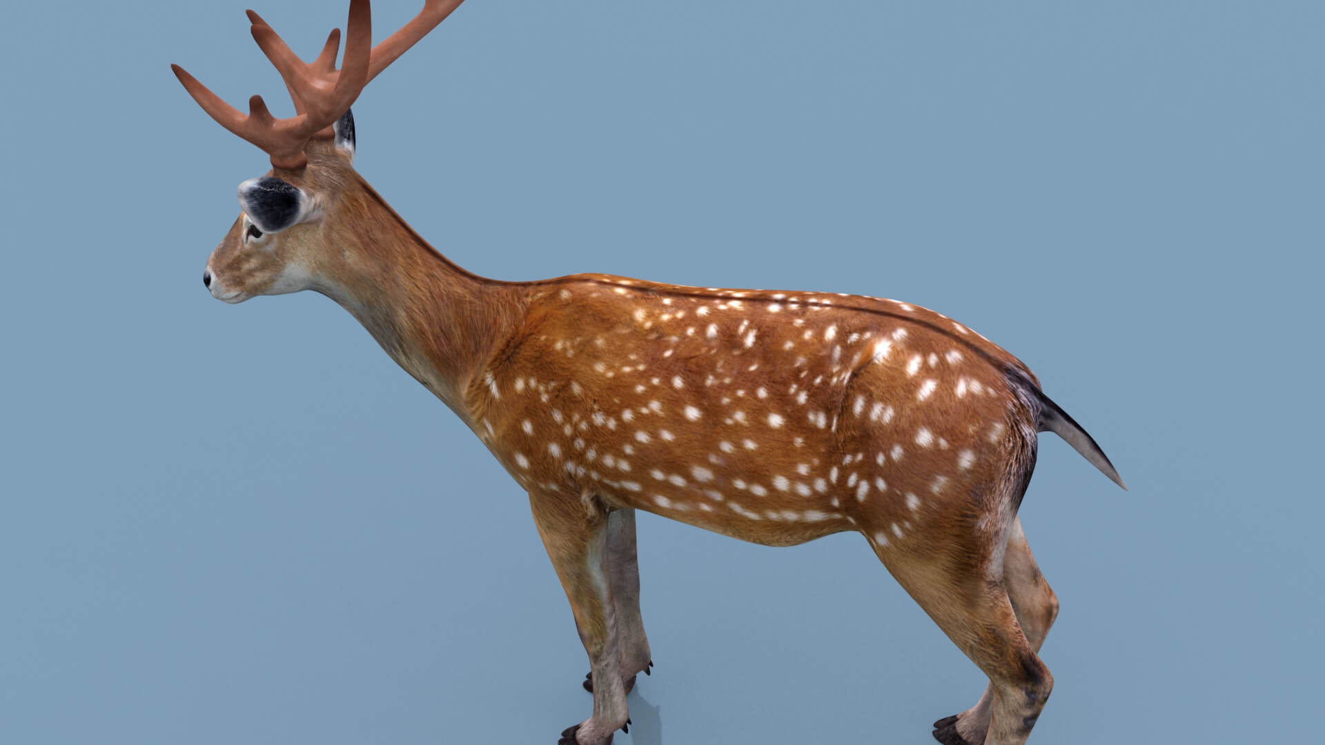 Pro Deer 8K - 3D Animated by Virtual creator