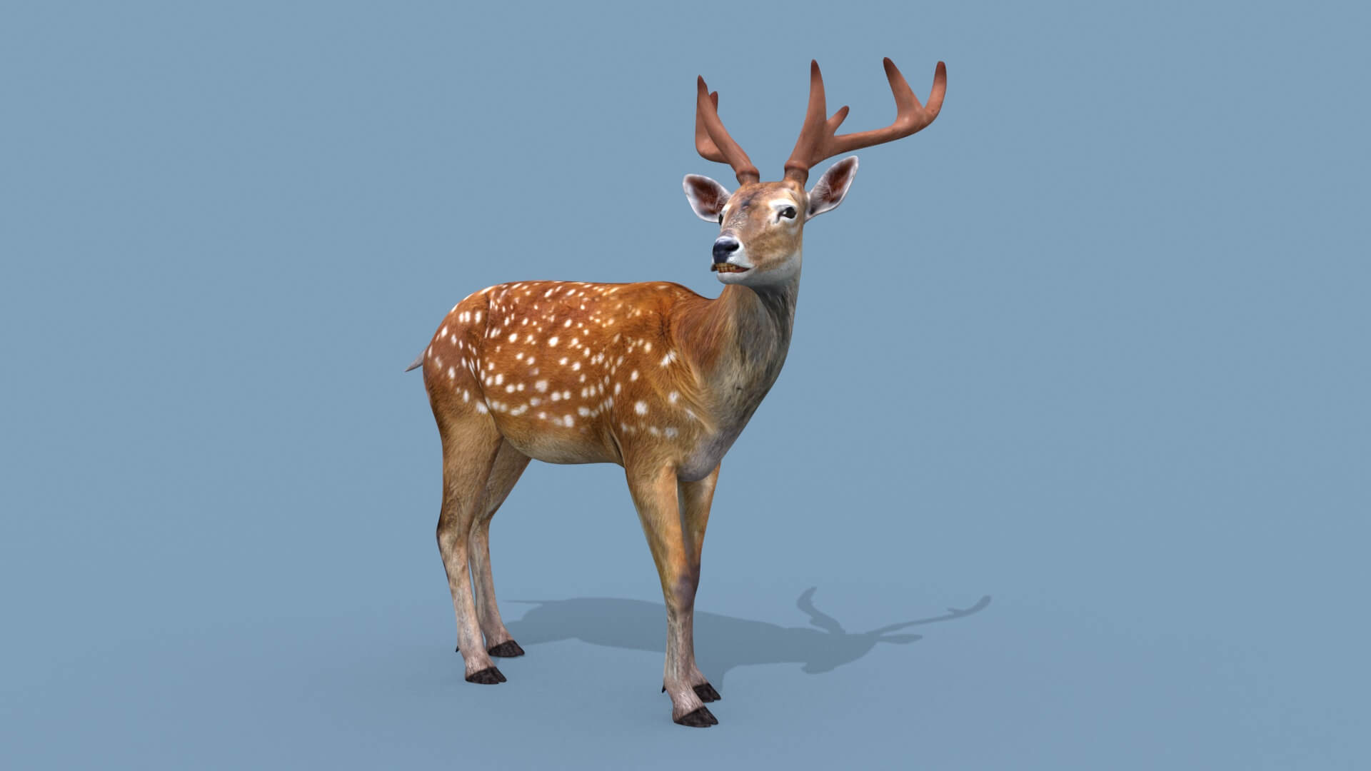 Pro Deer 8K - 3D Animated by Virtual creator