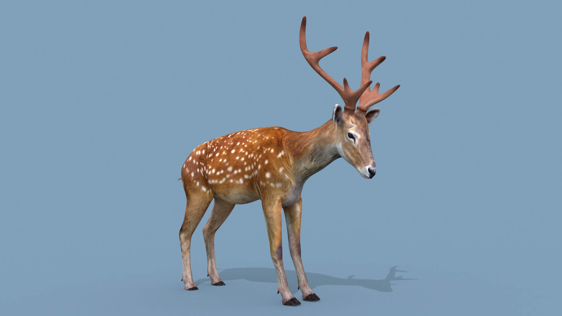 Pro Deer 8K - 3D Animated by Virtual creator