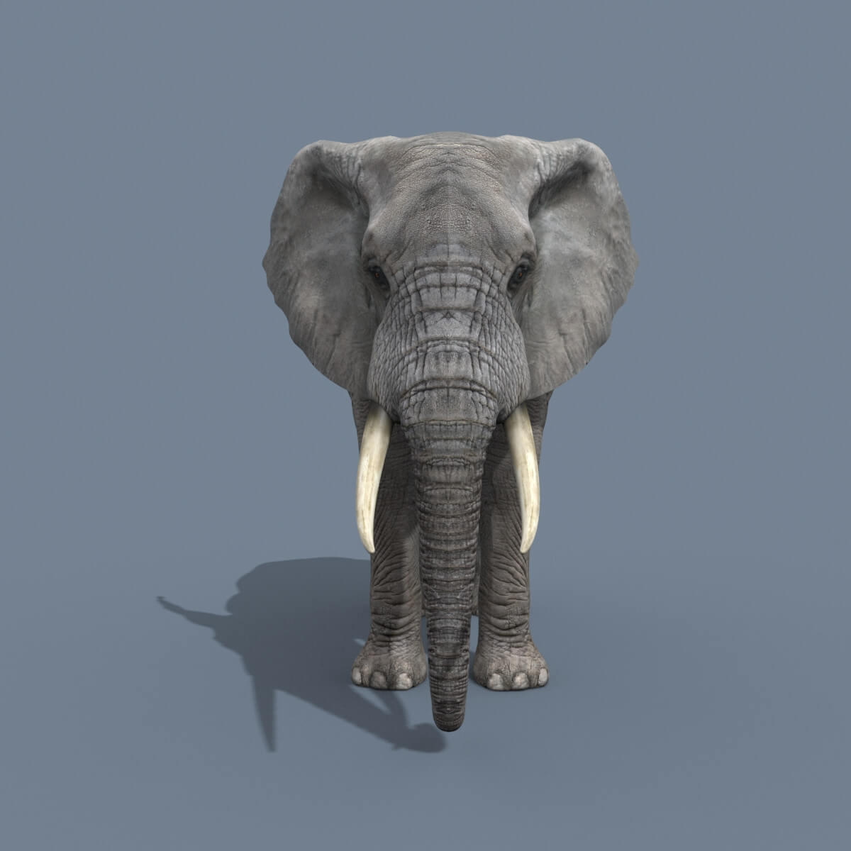 PRO Elephant 4K - 3D Model by Virtual creator