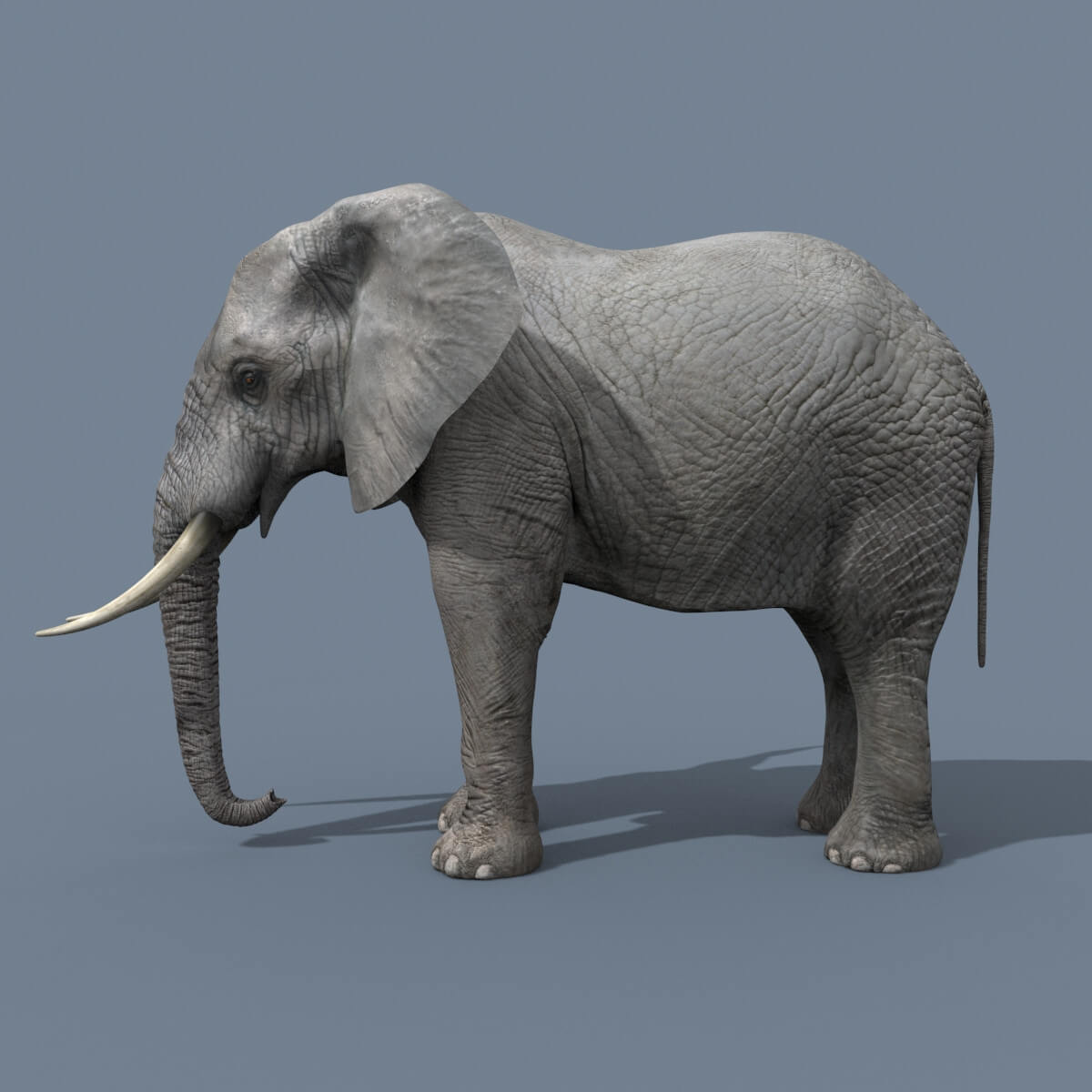 PRO Elephant 4K - 3D Model by Virtual creator