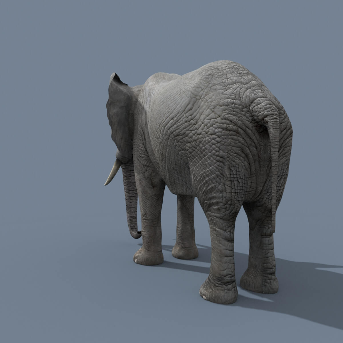 PRO Elephant 4K - 3D Model by Virtual creator