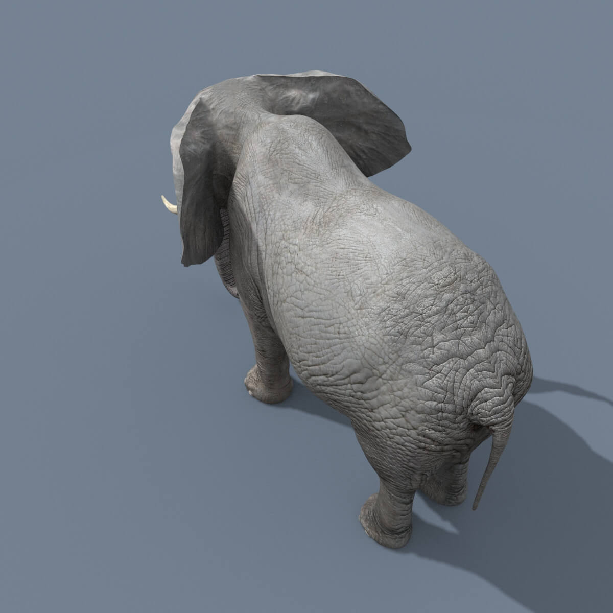 PRO Elephant 4K - 3D Model by Virtual creator