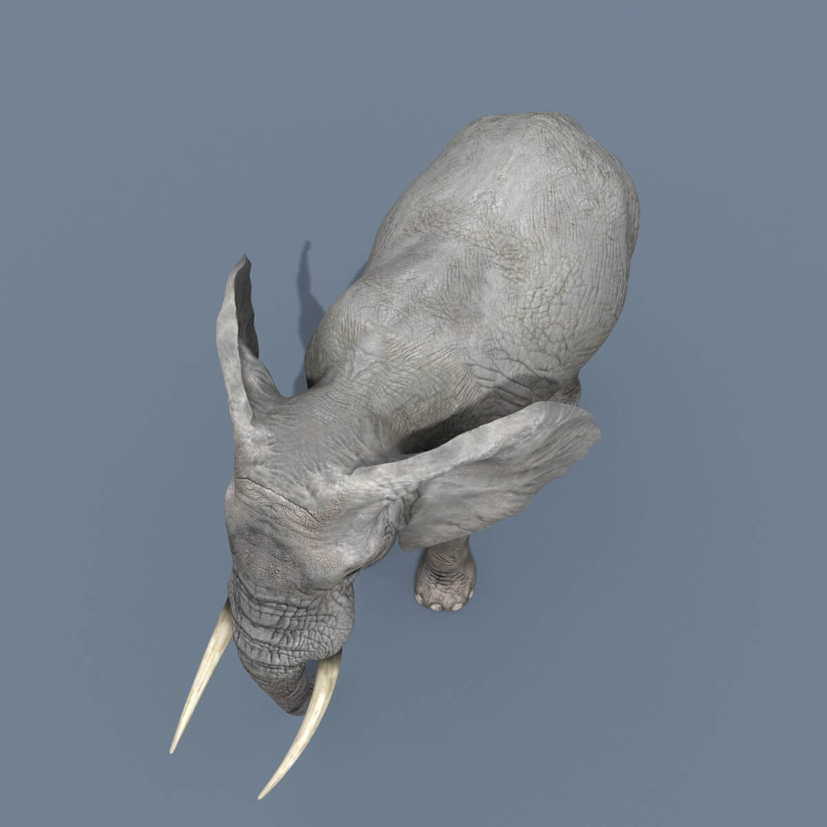PRO Elephant 4K - 3D Model by Virtual creator