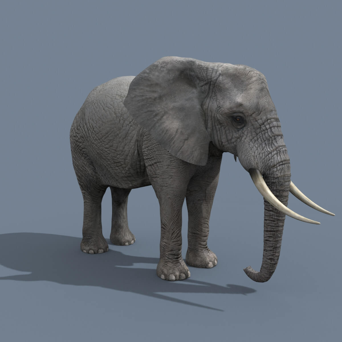 PRO Elephant 4K - 3D Model by Virtual creator