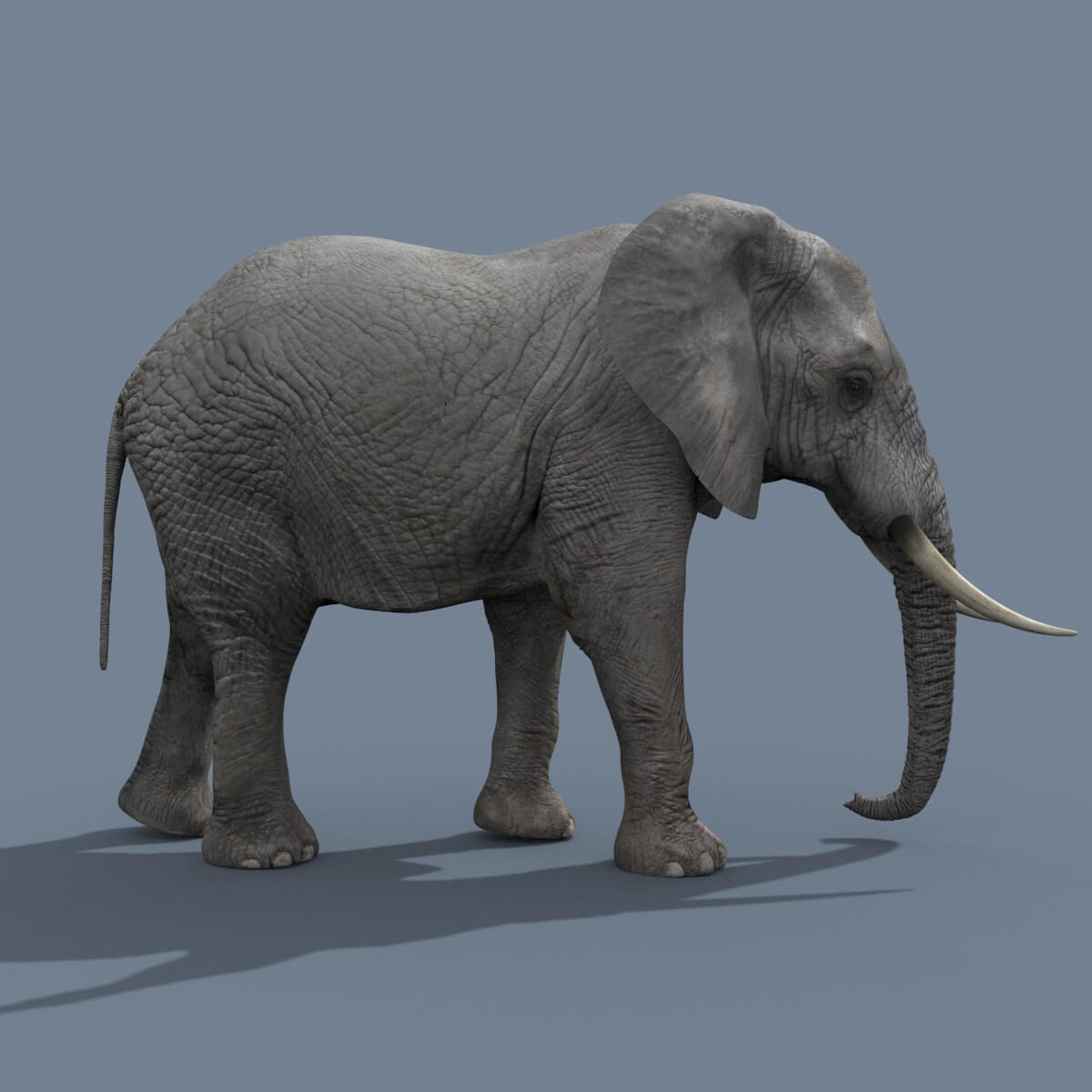PRO Elephant 4K - 3D Model by Virtual creator