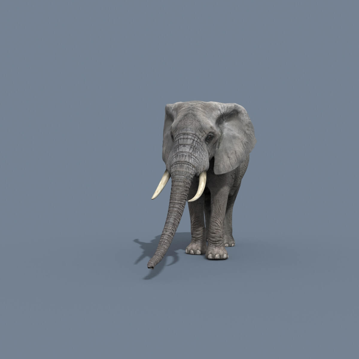 PRO Elephant 4K - 3D Model by Virtual creator