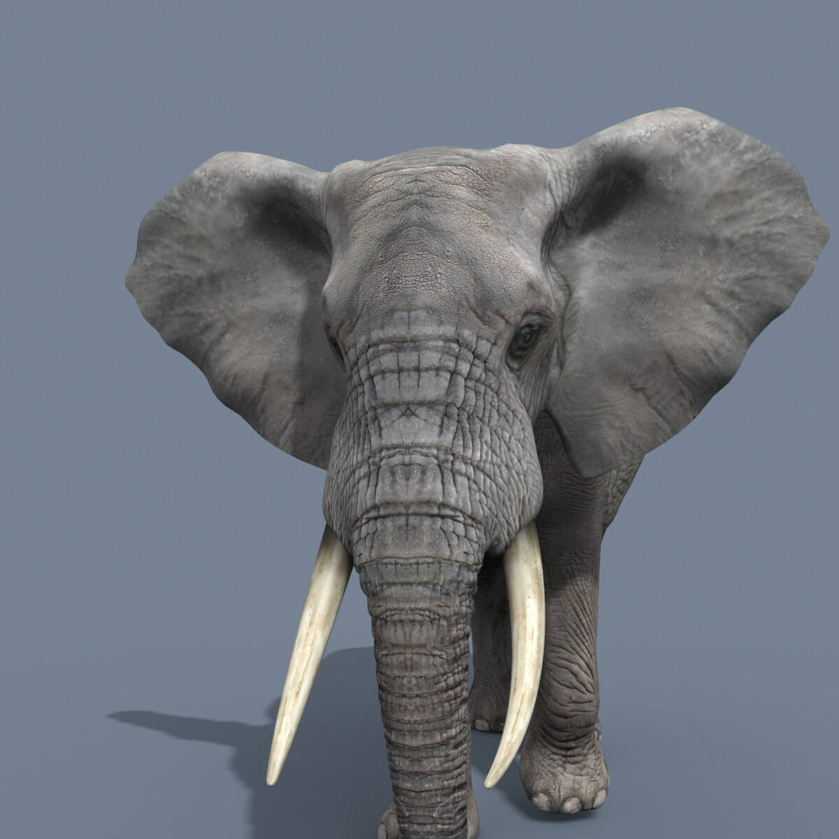 PRO Elephant 4K - 3D Model by Virtual creator
