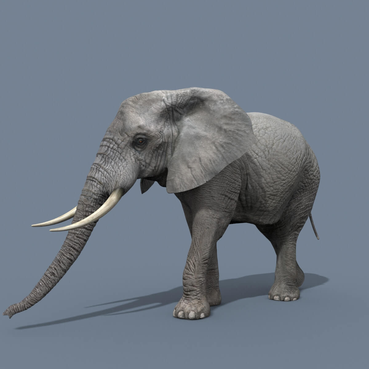 PRO Elephant 4K - 3D Model by Virtual creator