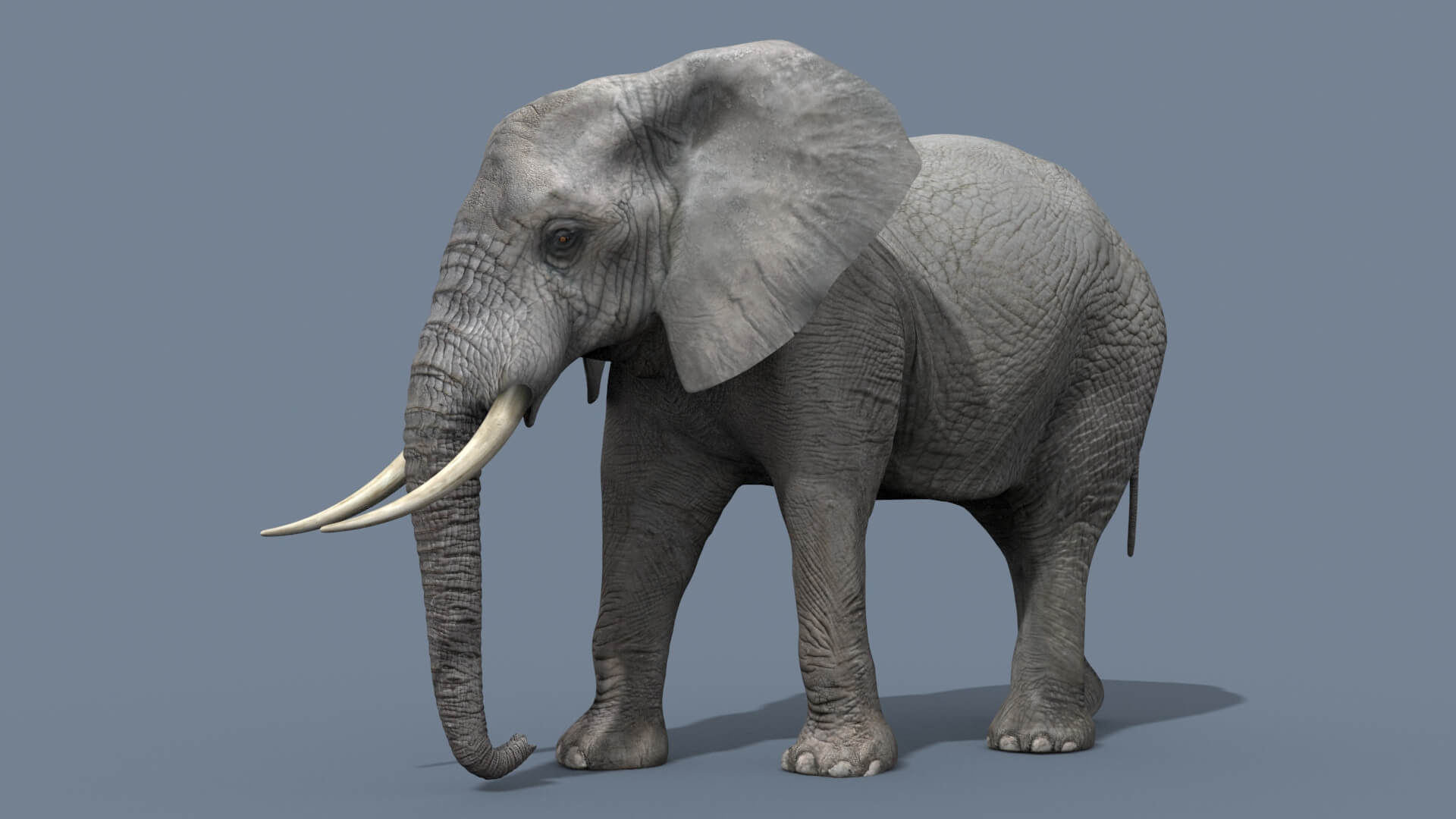 PRO Elephant 4K - 3D Model by Virtual creator