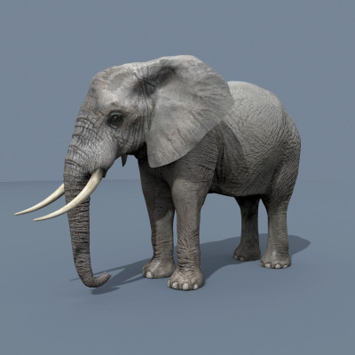 PRO Elephant 4K - 3D Model by Virtual creator