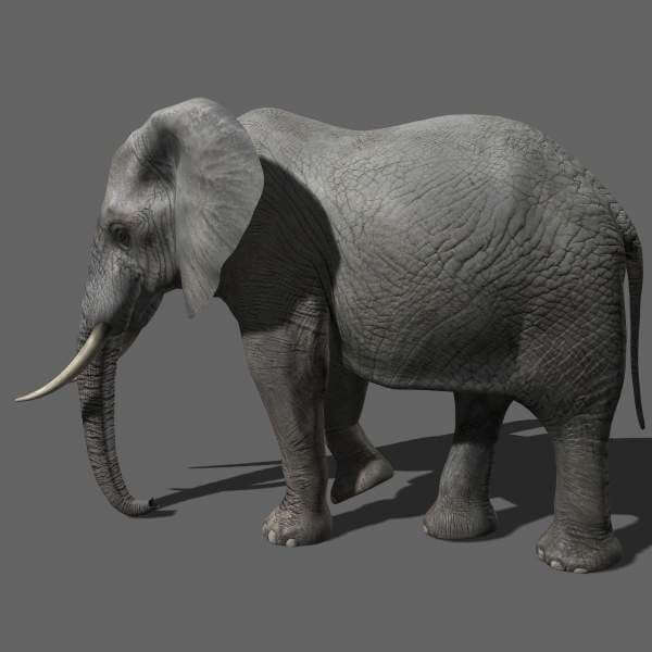 Elephant 2 - 3D Model by Virtual creator
