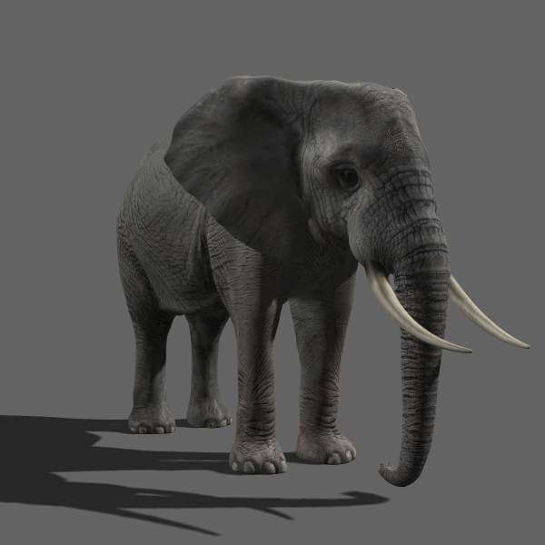 Elephant - 3D Model by Virtual creator