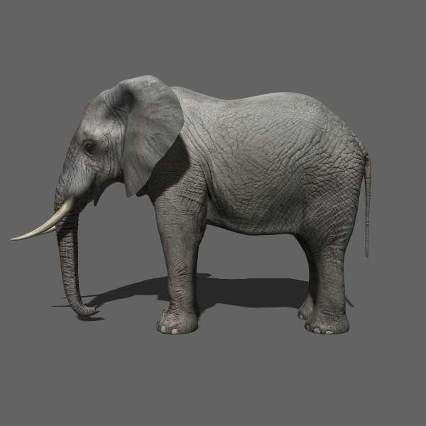 Elephant - 3D Model by Virtual creator