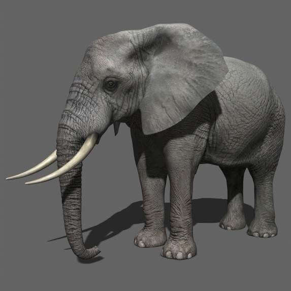 Elephant - 3D Model by Virtual creator