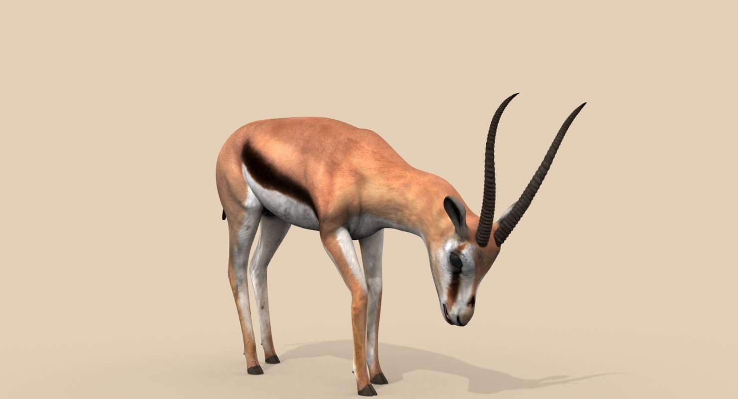Gazelle - 3D Model by Virtual creator
