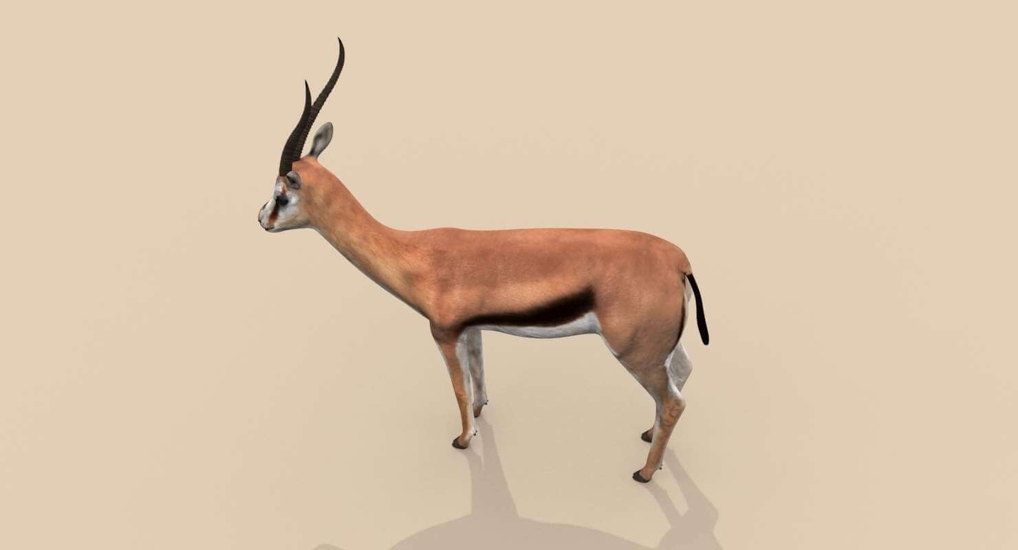 Gazelle - 3D Model by Virtual creator