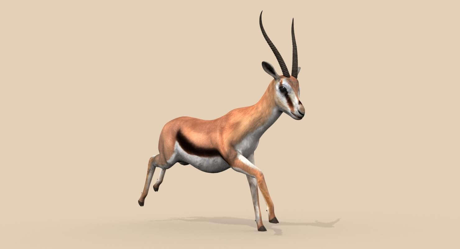 Gazelle - 3D Model by Virtual creator