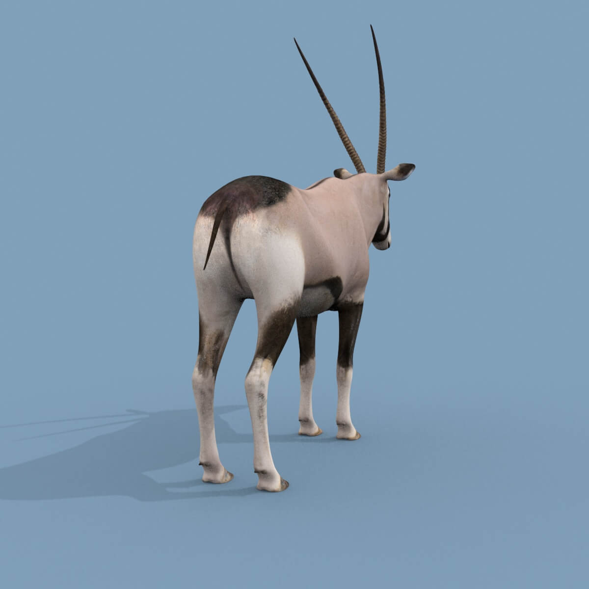 Pro Oryx - 8K 3D Model by Virtual creator