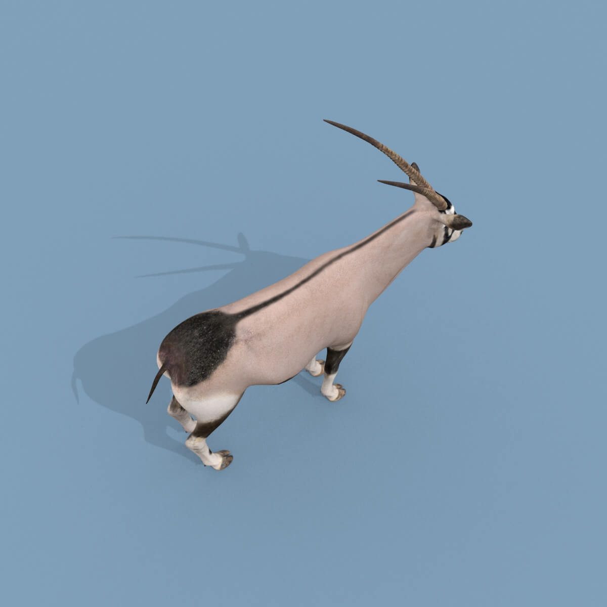 Pro Oryx - 8K 3D Model by Virtual creator