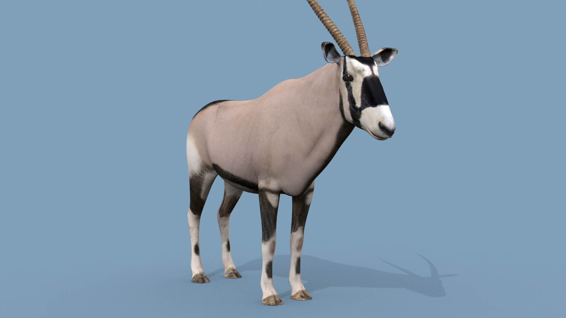 Pro Oryx - 8K 3D Model by Virtual creator