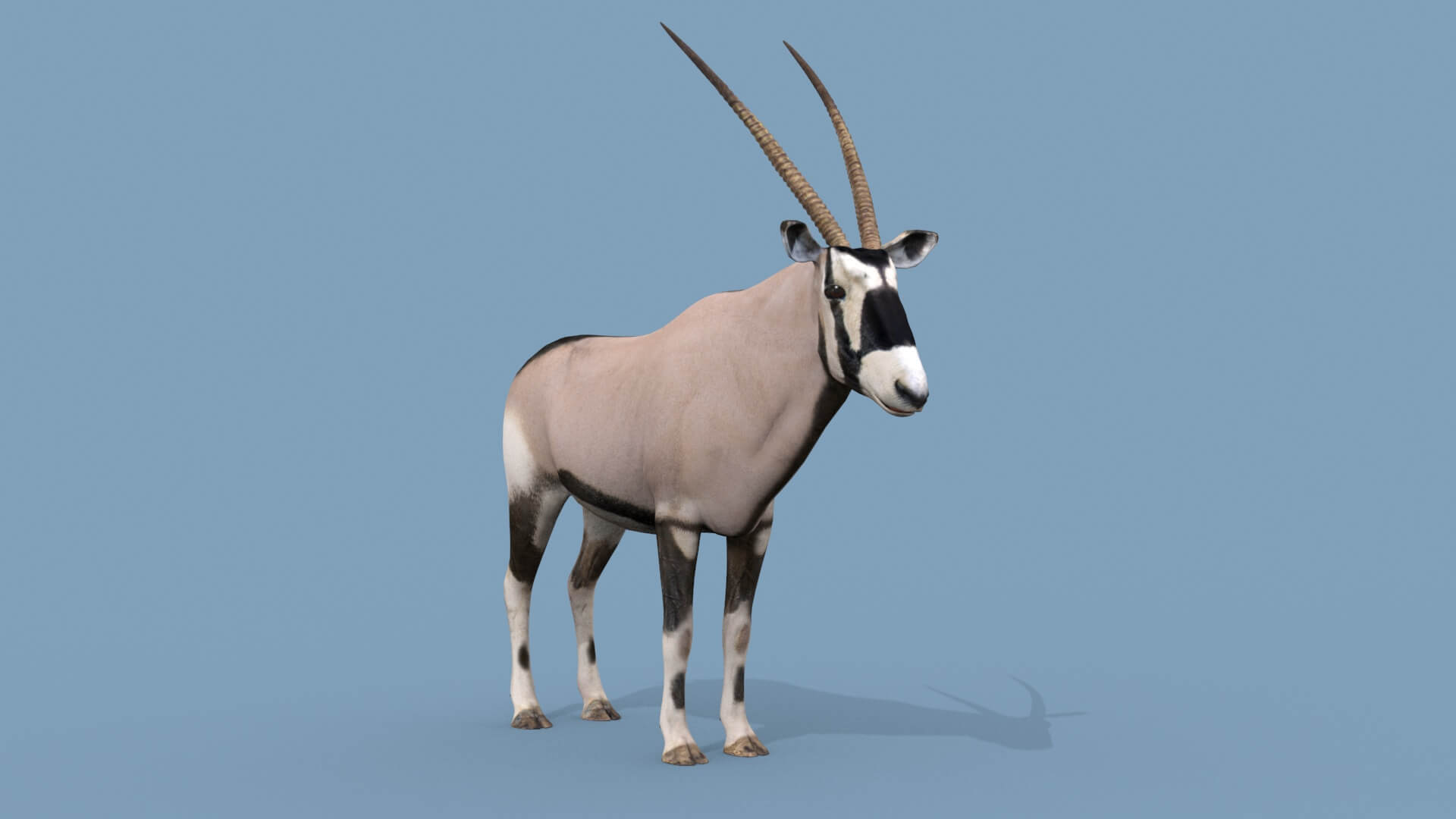 Pro Oryx - 8K 3D Model by Virtual creator