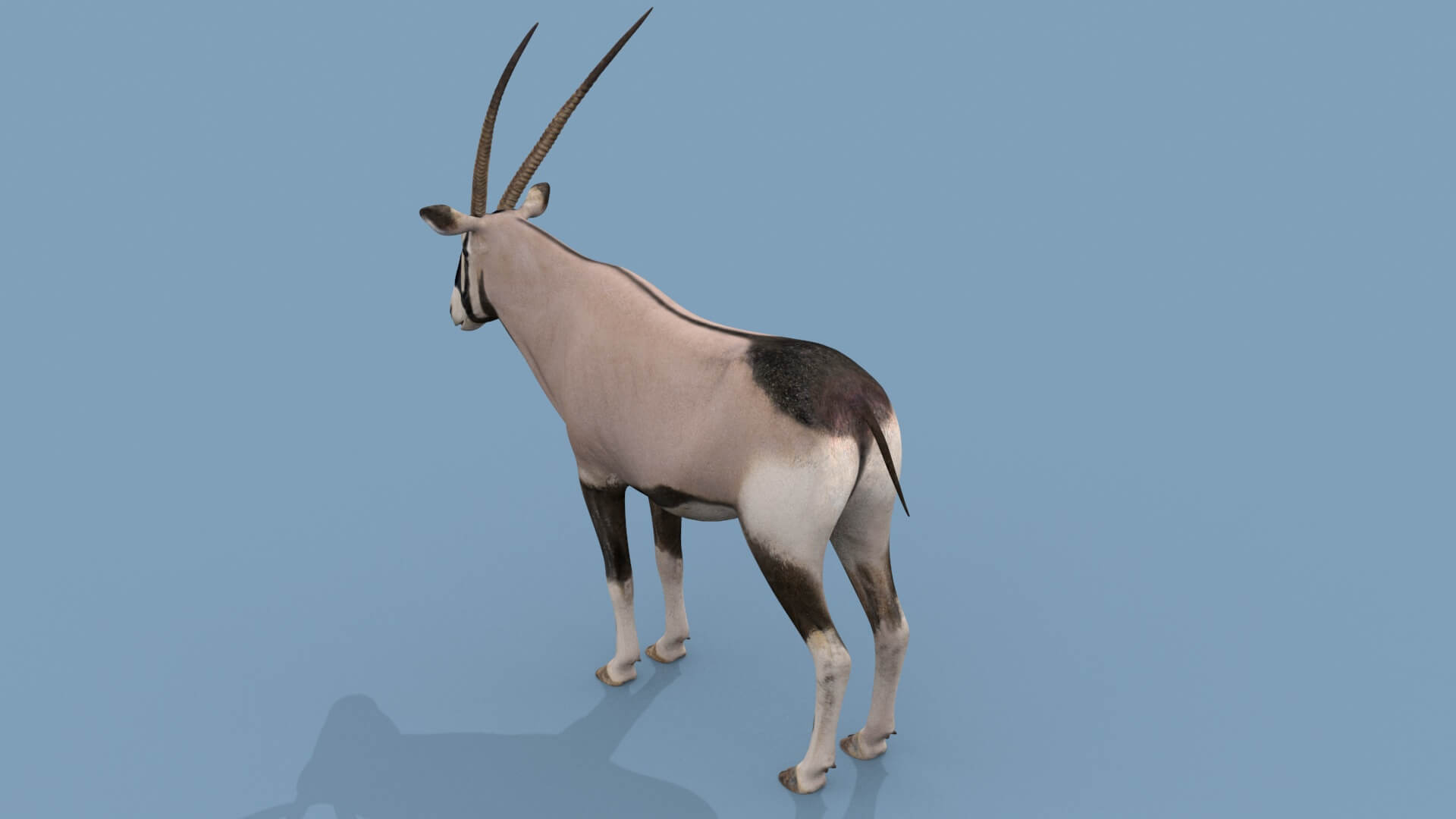 Pro Oryx - 8K 3D Model by Virtual creator