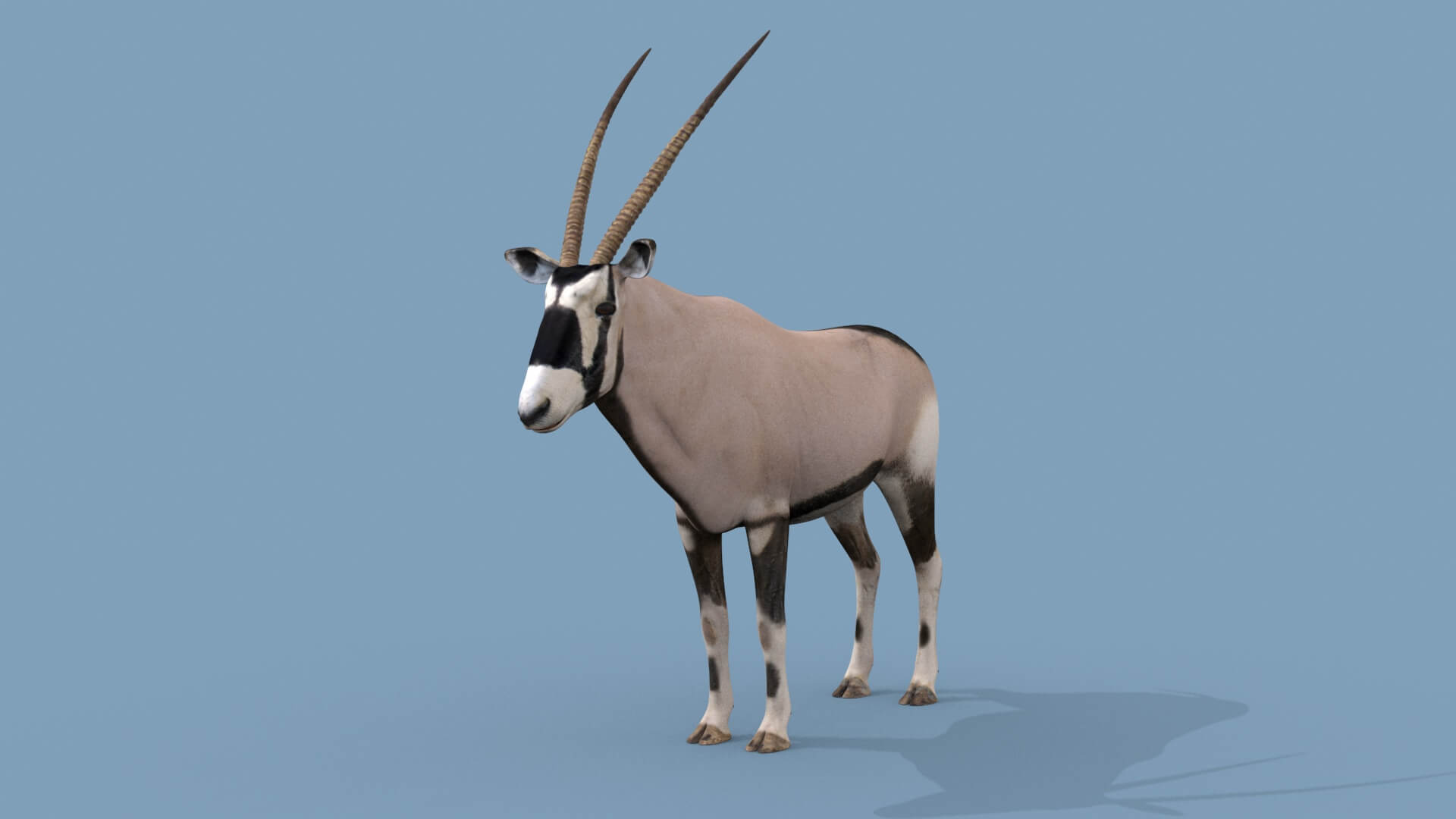 Pro Oryx - 8K 3D Model by Virtual creator