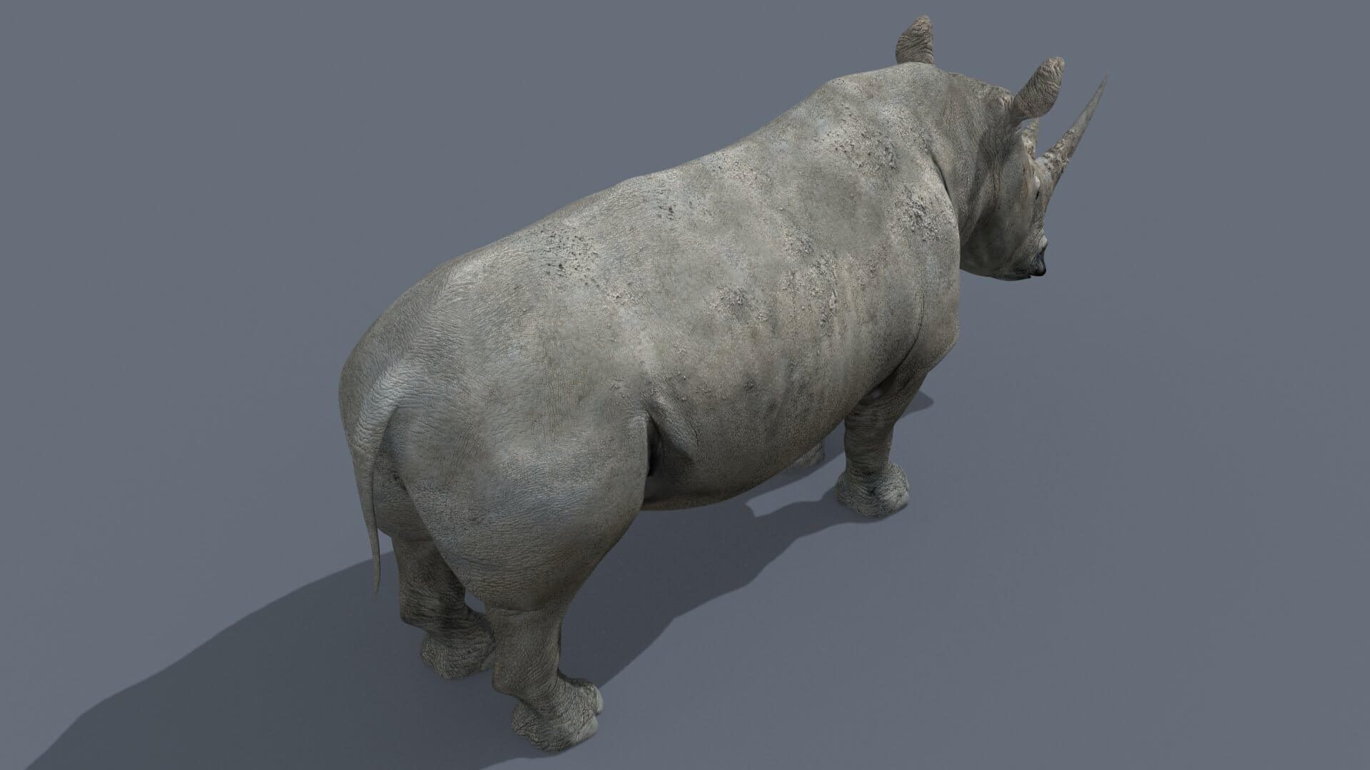 Pro Rhino - 8K 3D Model by Virtual creator