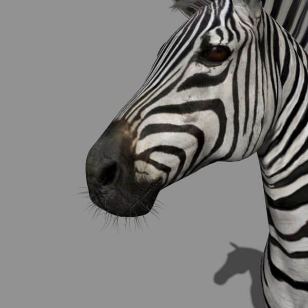 Pro Zebra - 4K 3D Model by Virtual creator