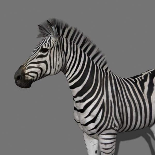 Pro Zebra - 4K 3D Model by Virtual creator