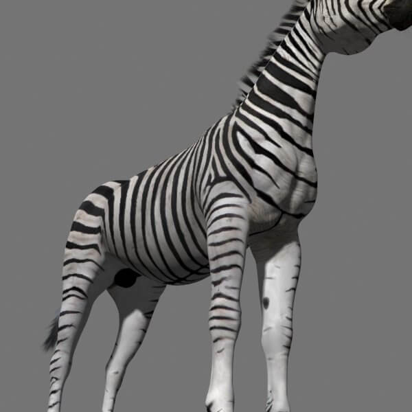 Pro Zebra - 4K 3D Model by Virtual creator