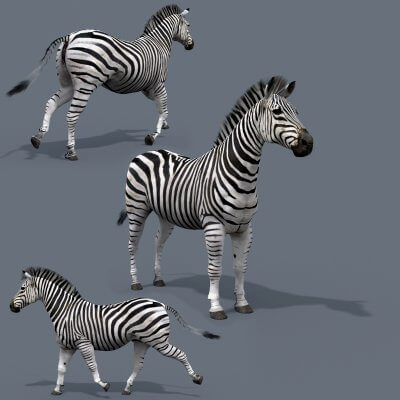 Pro Zebra - 4K 3D Model by Virtual creator
