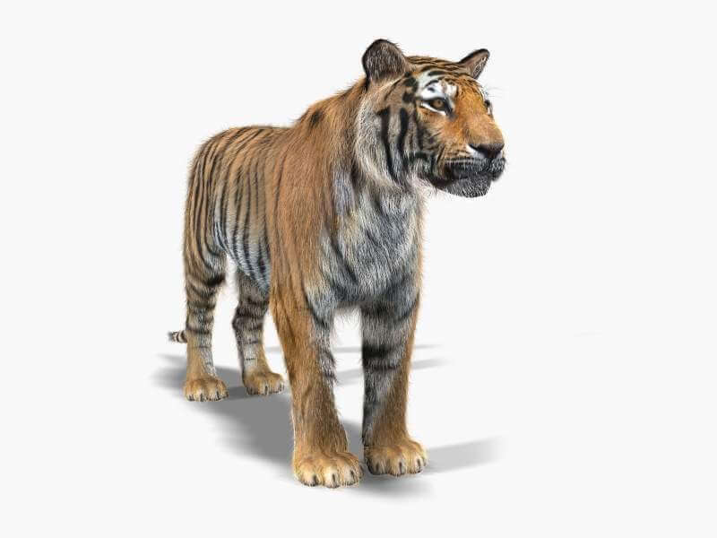 Tiger with Fur - 3D Model by Virtual creator