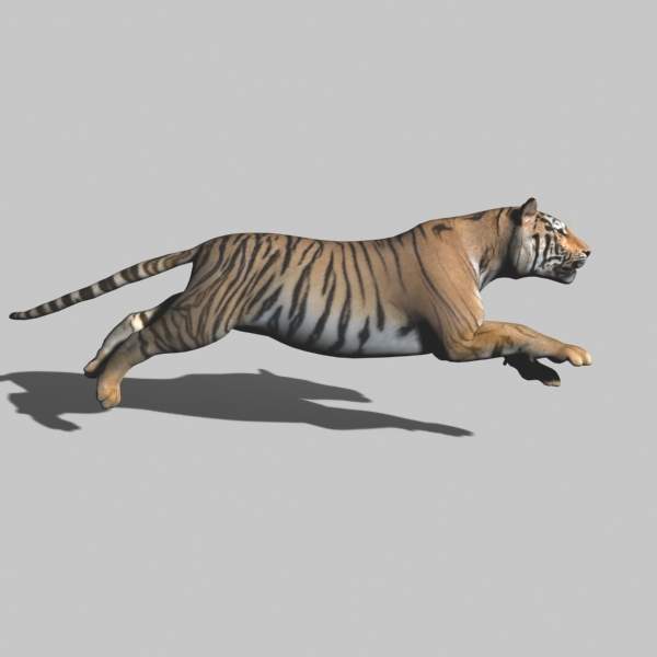 Tiger with Fur - 3D Model by Virtual creator