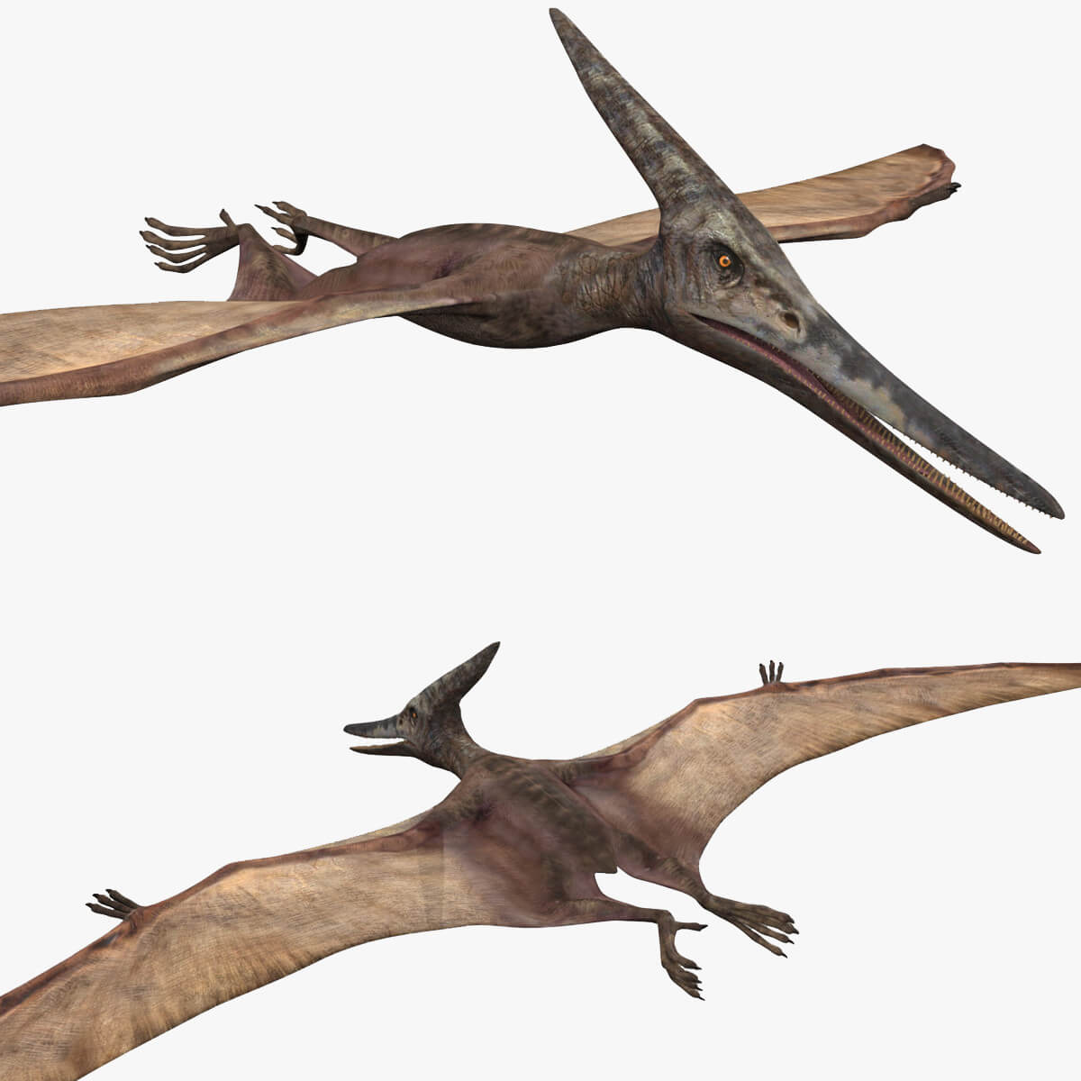 Pterosaur Forever 8K - 3D Animated Model by Virtual creator