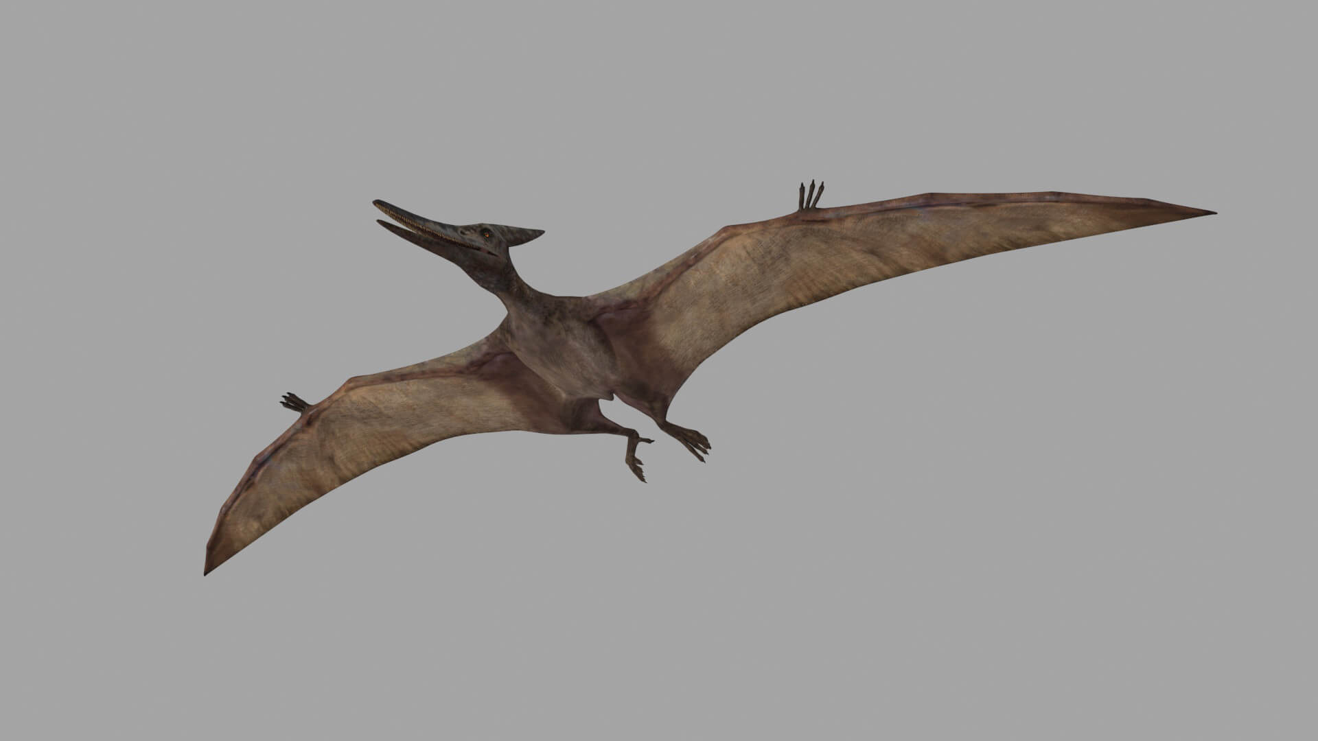 Pterosaur Forever 8K - 3D Animated Model by Virtual creator
