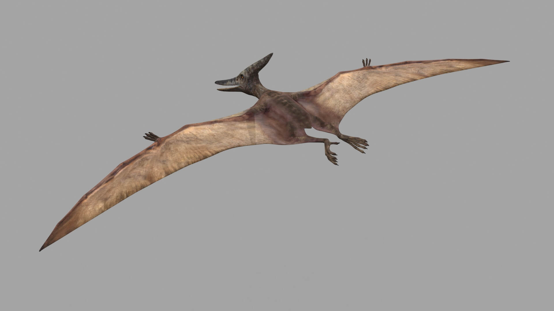 Pterosaur Forever 8K - 3D Animated Model by Virtual creator