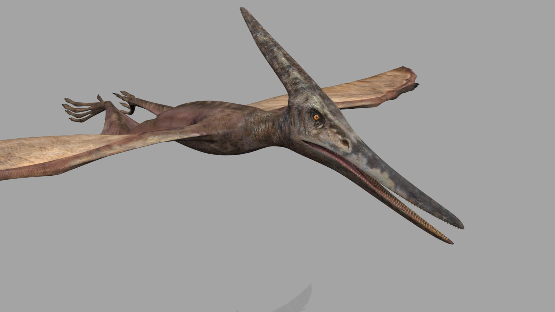 Pterosaur Forever 8K - 3D Animated Model by Virtual creator
