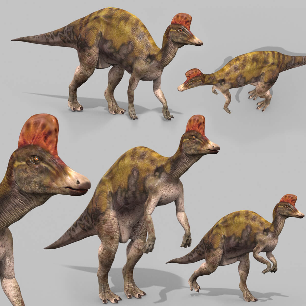 Real Animated Corythosaurus HD - 3D Model by Virtual creator