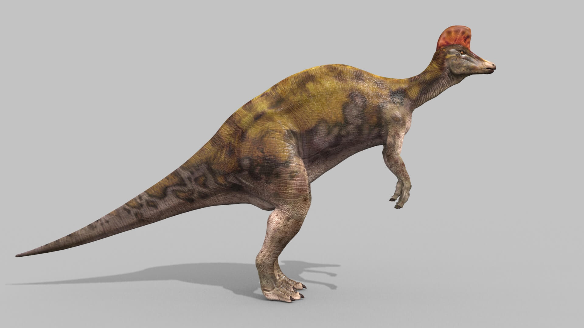 Real Animated Corythosaurus HD - 3D Model by Virtual creator